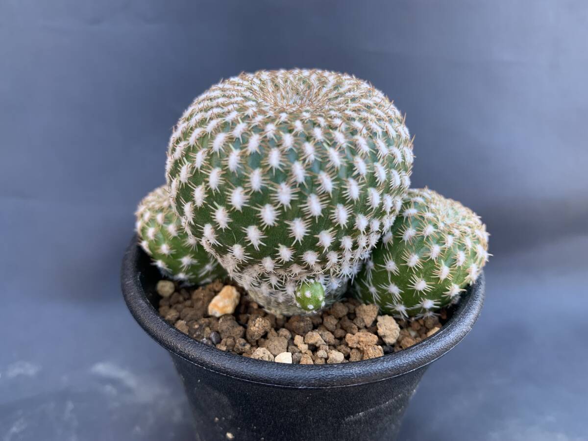 Yahoo!オークション - サボテン・多肉植物 D82 アレナケア