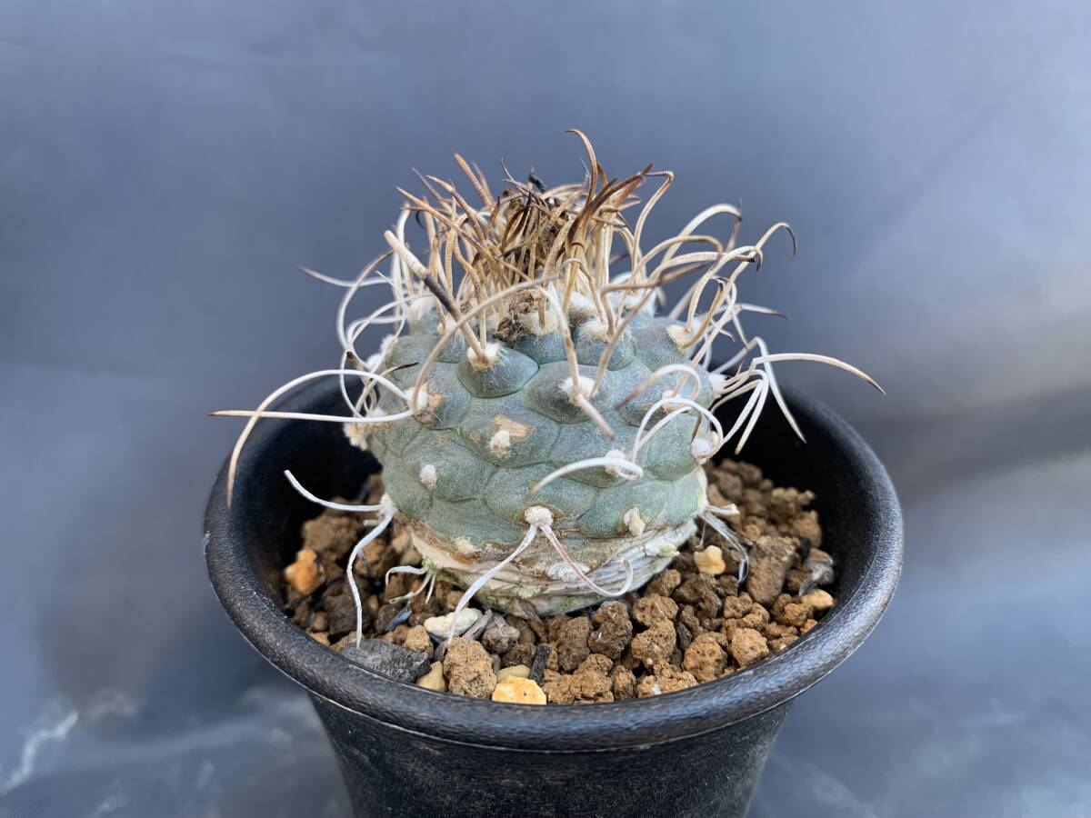 Yahoo!オークション - サボテン・多肉植物 D86 牙城丸