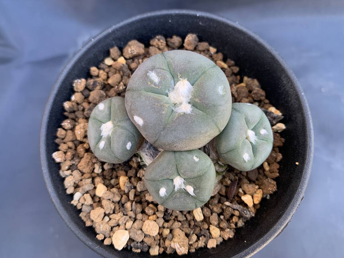 Yahoo!オークション - サボテン・多肉植物 D92 アルベルトボイチェフィ...