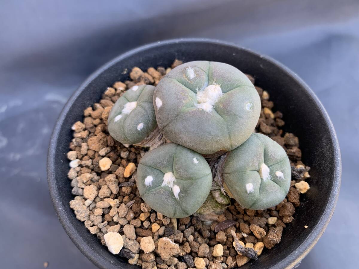 Yahoo!オークション - サボテン・多肉植物 D92 アルベルトボイチェフィ...