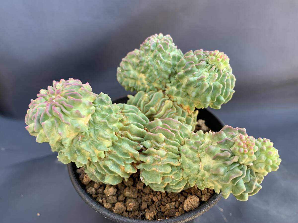 Yahoo!オークション - サボテン・多肉植物 D94 刺無振武玉