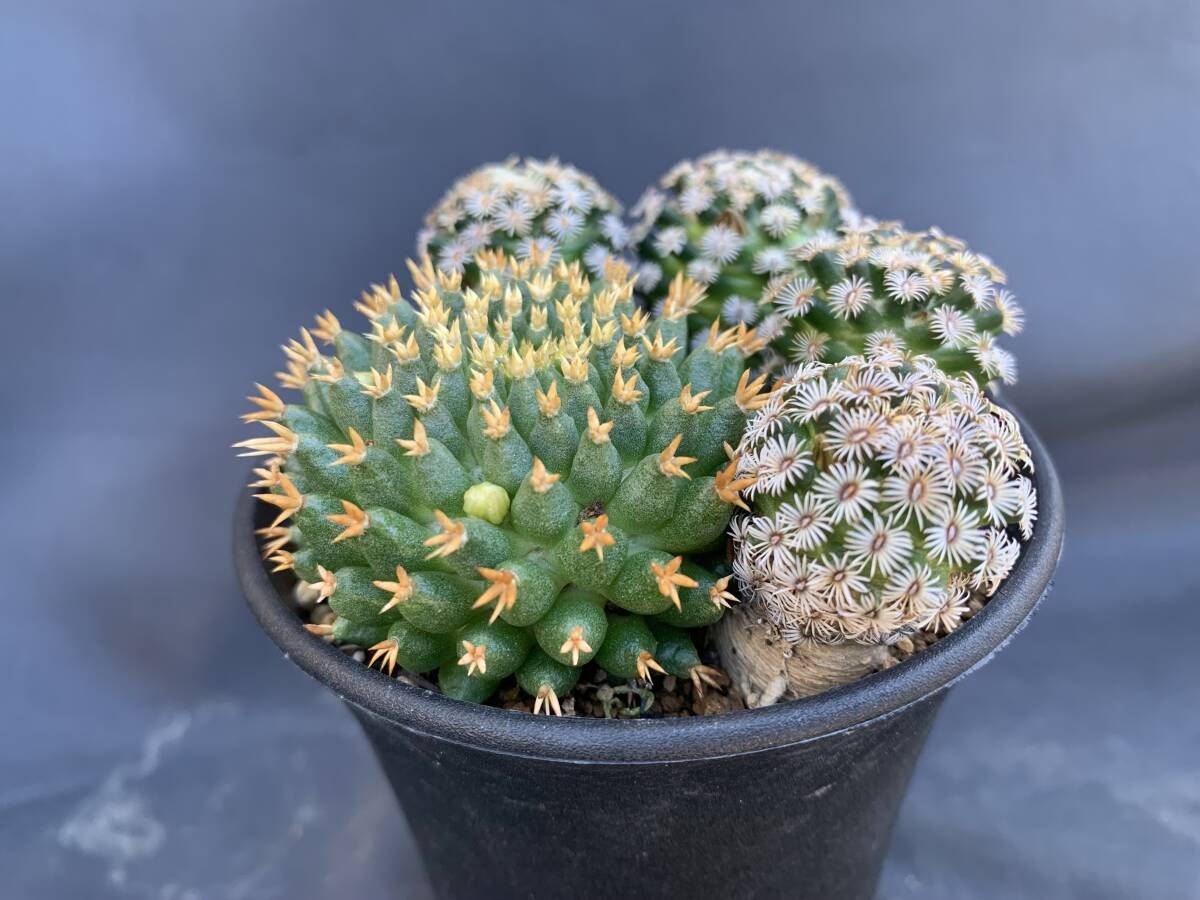 Yahoo!オークション - サボテン・多肉植物 D95 琴糸丸モンスト1本 エ...