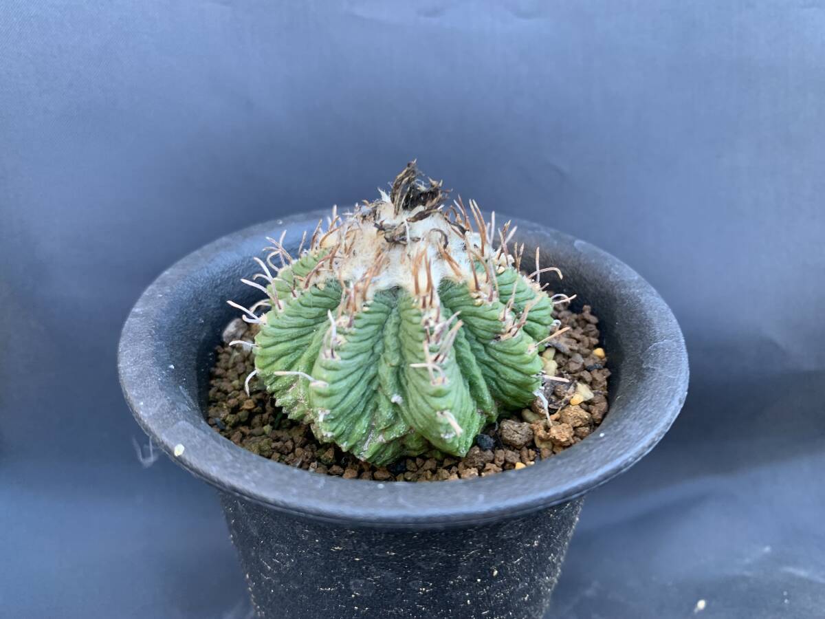 Yahoo!オークション - サボテン・多肉植物 D97 花籠