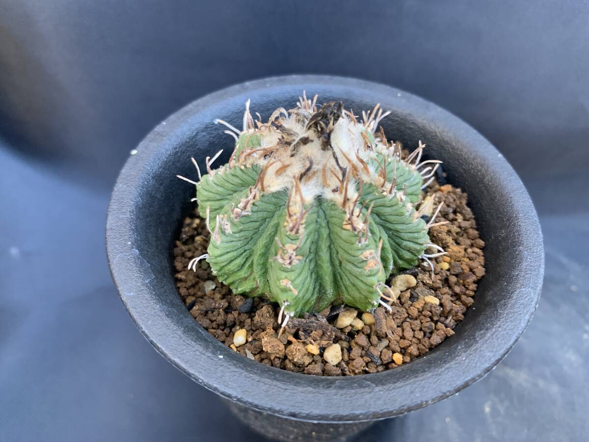 Yahoo!オークション - サボテン・多肉植物 D97 花籠