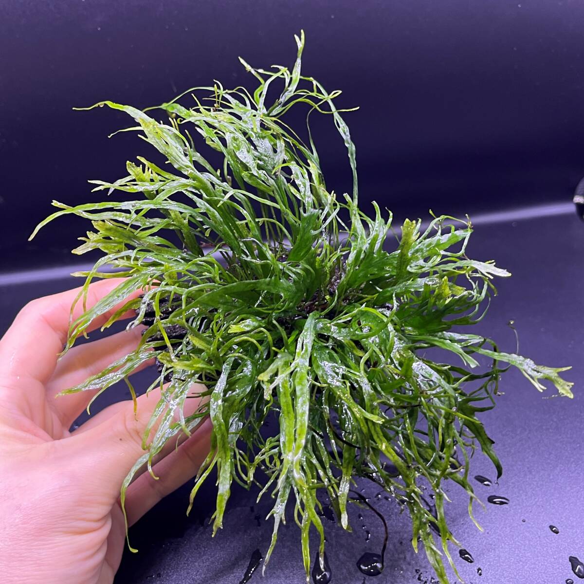 Yahoo!オークション - ミクロソリウムsp AT33 流木活着