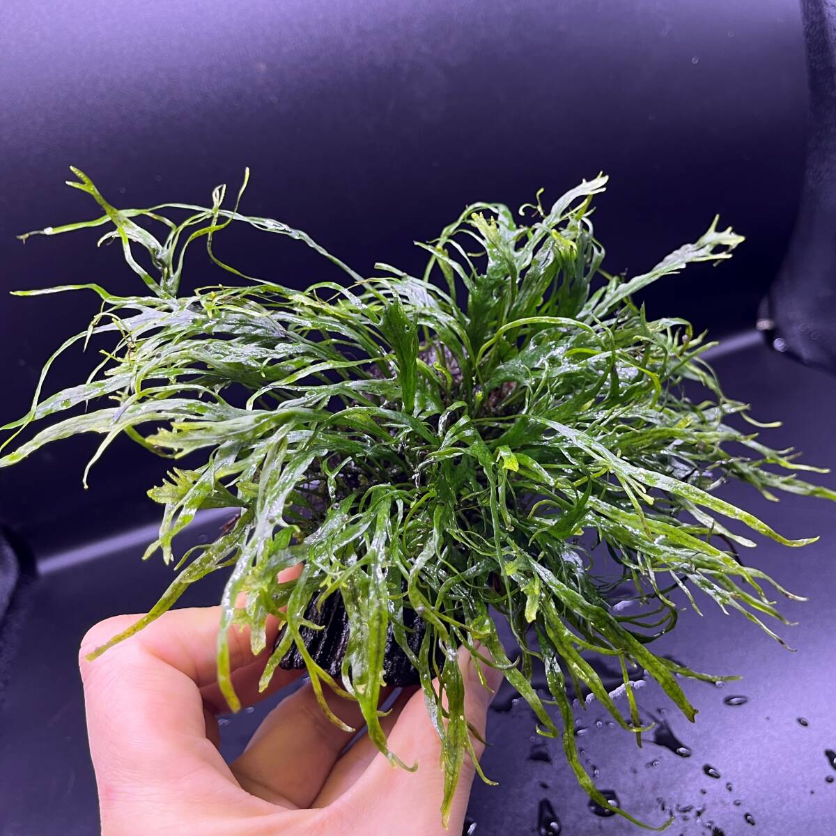 Yahoo!オークション - ミクロソリウムsp AT33 流木活着