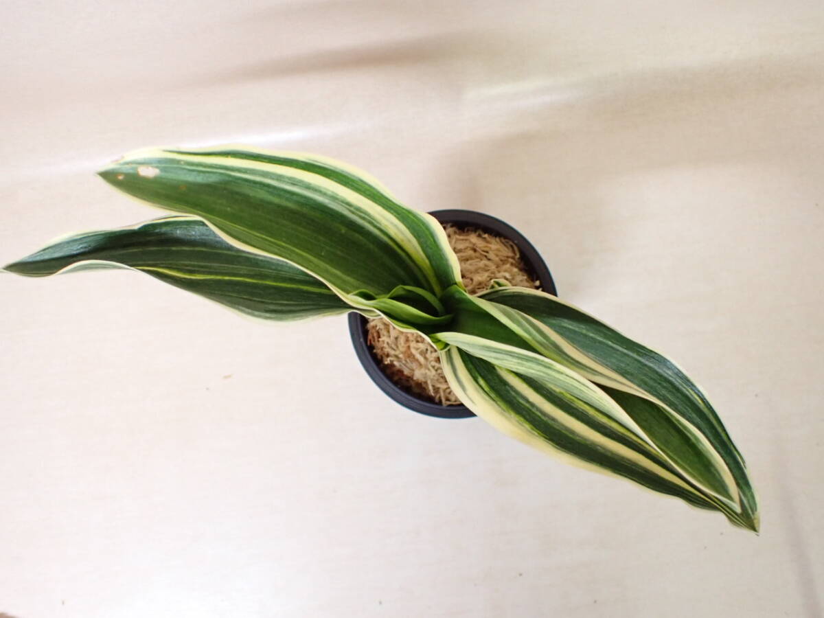 Yahoo!オークション - 【花園園芸】OM1. 万年青【実生縞】/万年青/お...