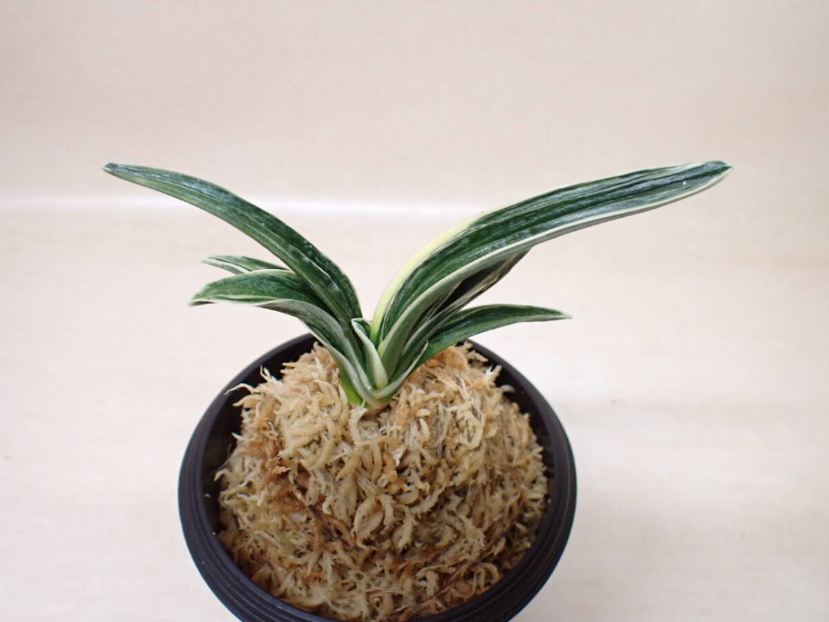 Yahoo!オークション - 【花園園芸】OM1. 万年青【秀晃殿】/万年青/お...