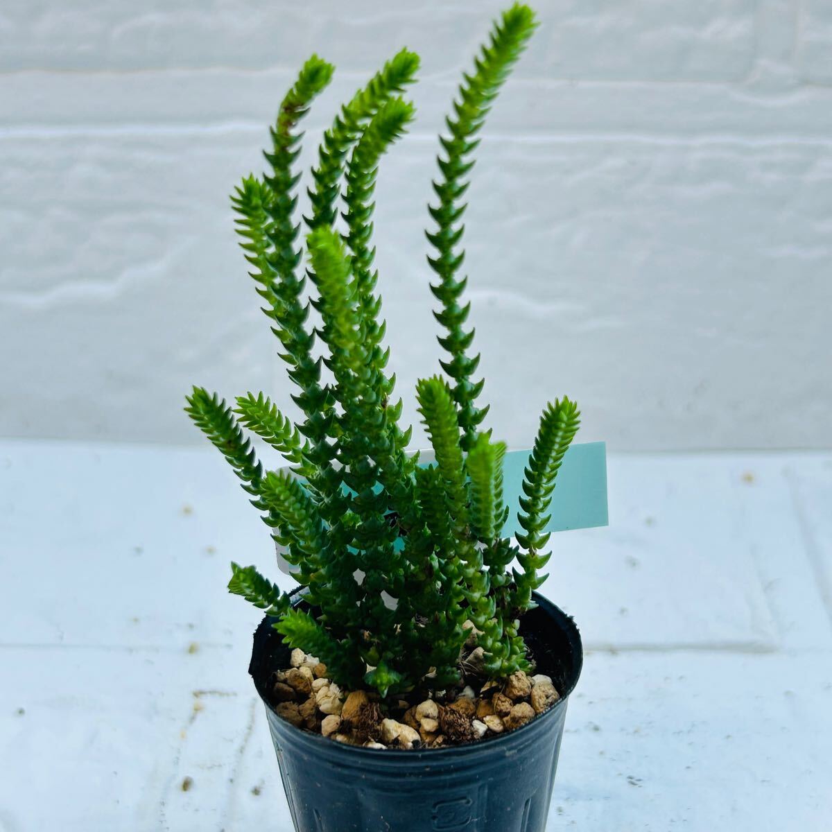 Yahoo!オークション - Y45 若緑 多肉植物