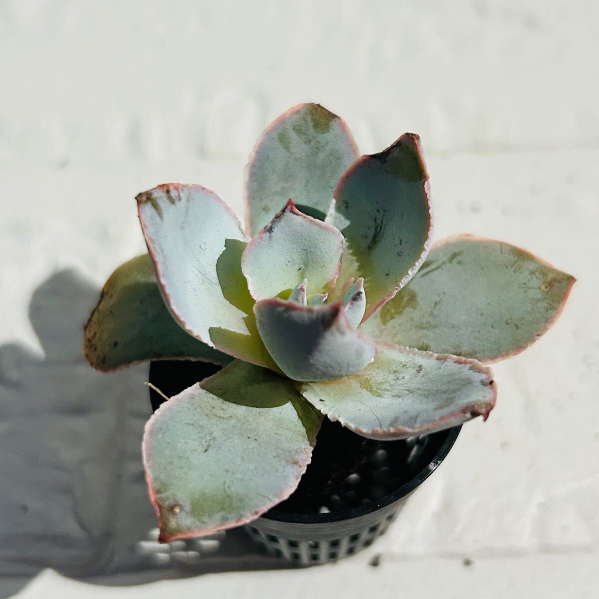 Yahoo!オークション - Y85 カンテ エケベリア 多肉植物