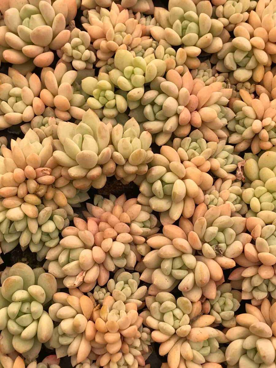 Yahoo!オークション - P28-1 105苗 二種大盛りセット 多肉植物 エケベ...