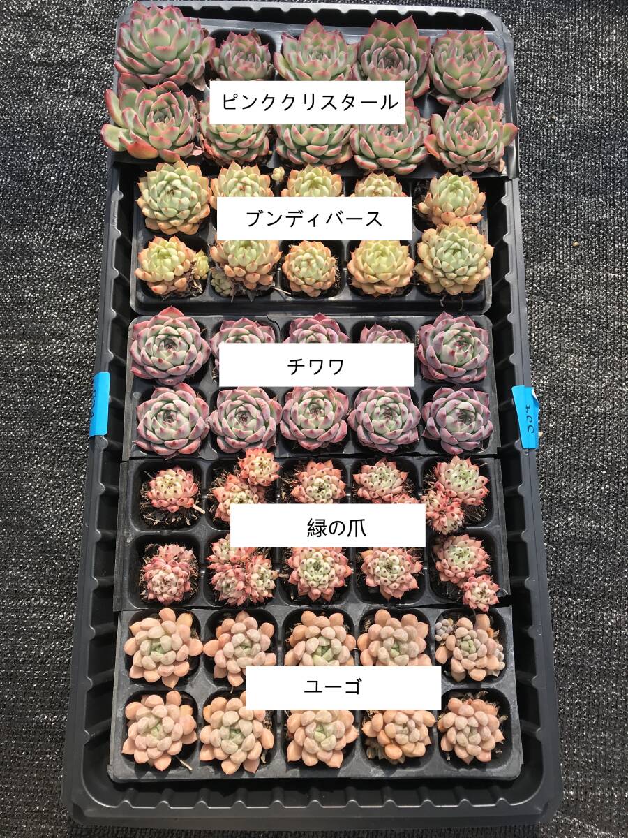 Yahoo!オークション - 鮮やかな5種類セット S34 50苗 多肉植物 エケベ...