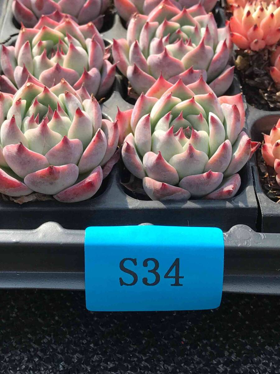 Yahoo!オークション - 鮮やかな5種類セット S34 50苗 多肉植物 エケベ...