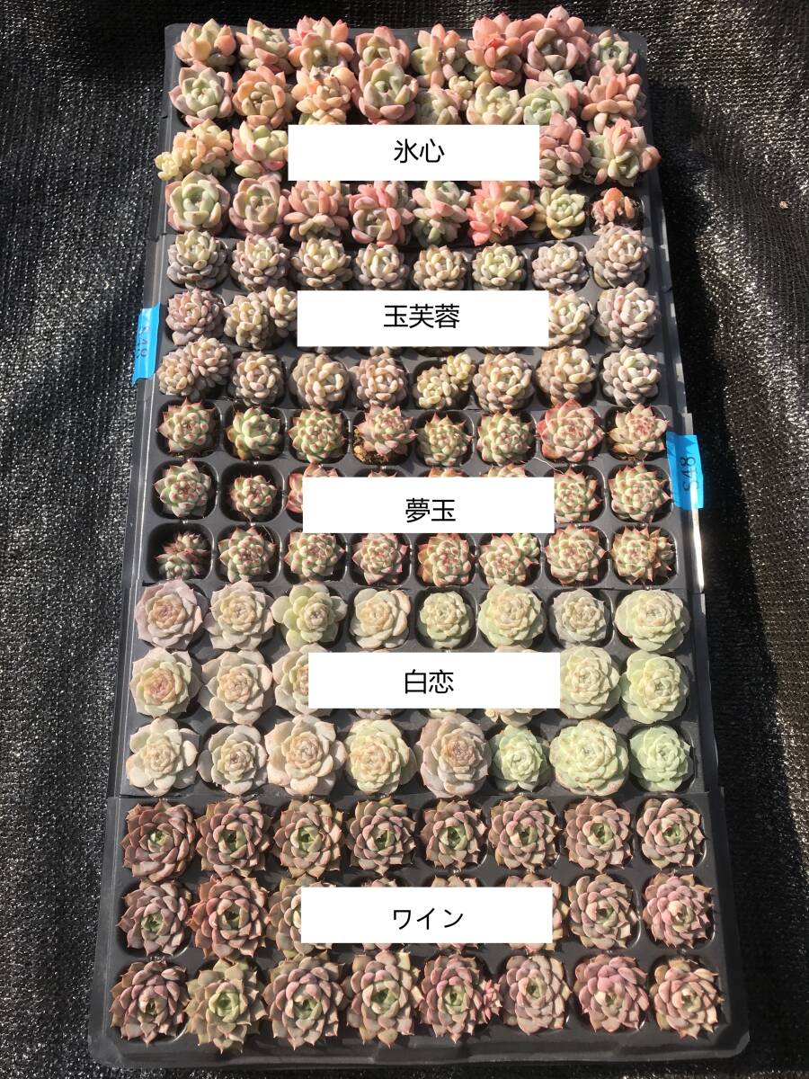 Yahoo!オークション - 鮮やかな5種類セット S48 128苗 多肉植物 エケベ...