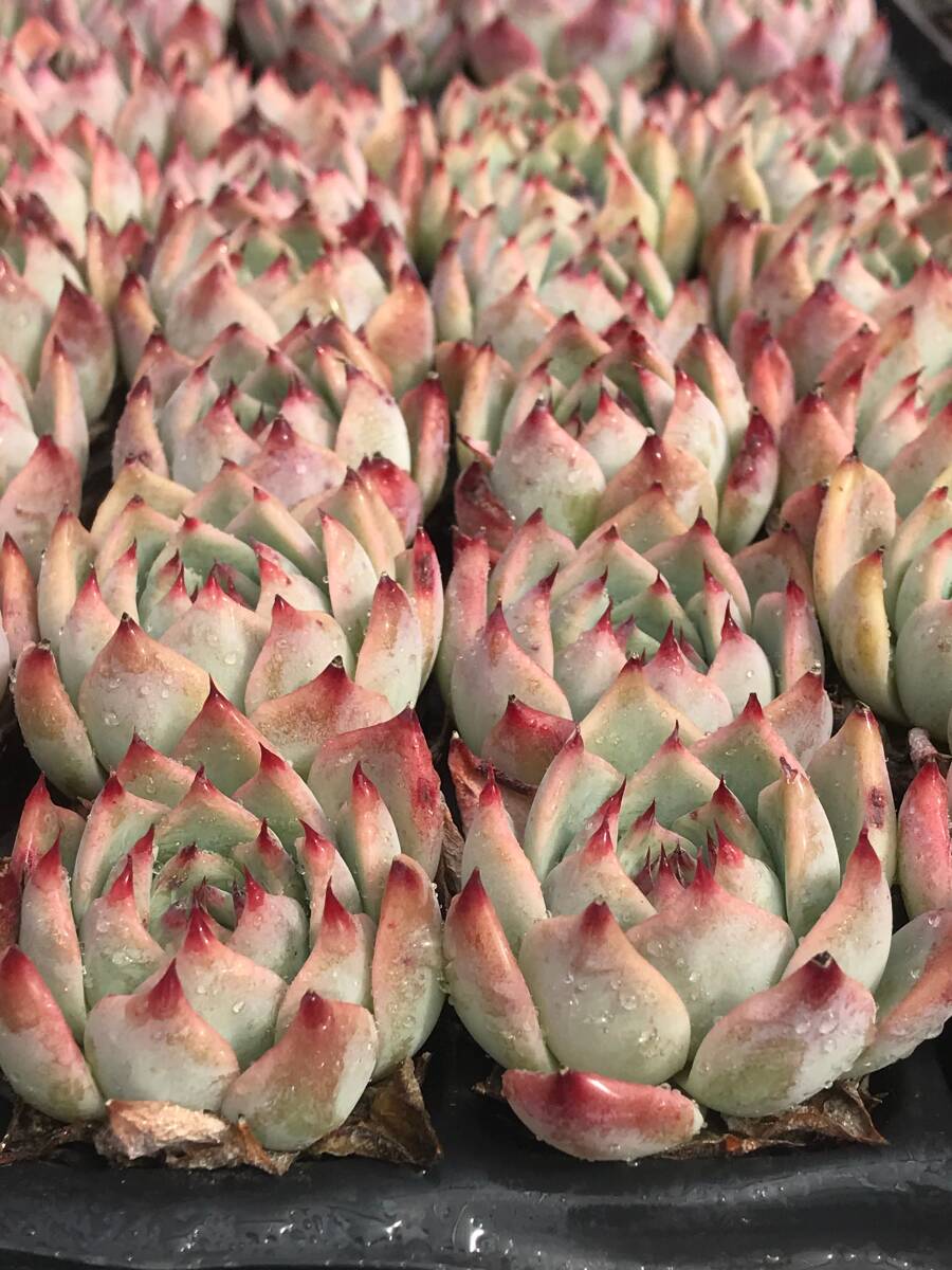 Yahoo!オークション - V39-1 チワワ 50苗 多肉植物 土と根付き エケベ...