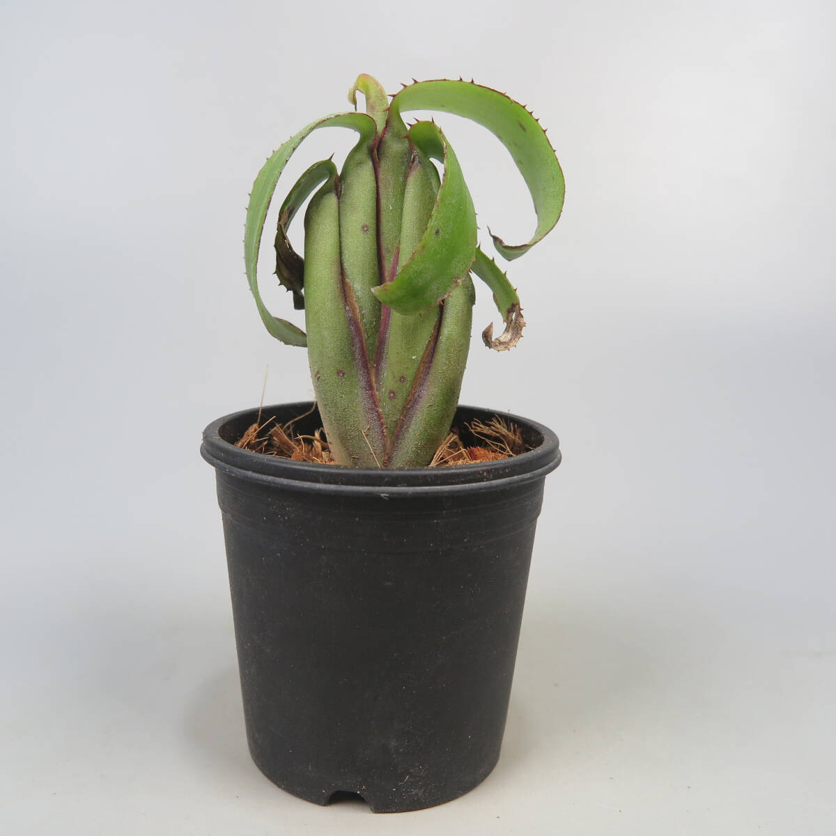 Yahoo!オークション - SALE エクメア Aechmea brevicollis タンクブロ...
