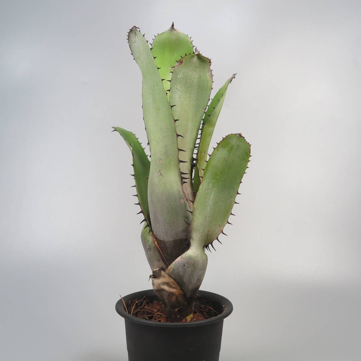 Yahoo!オークション - SALE エクメア Aechmea setigera Silver Special...