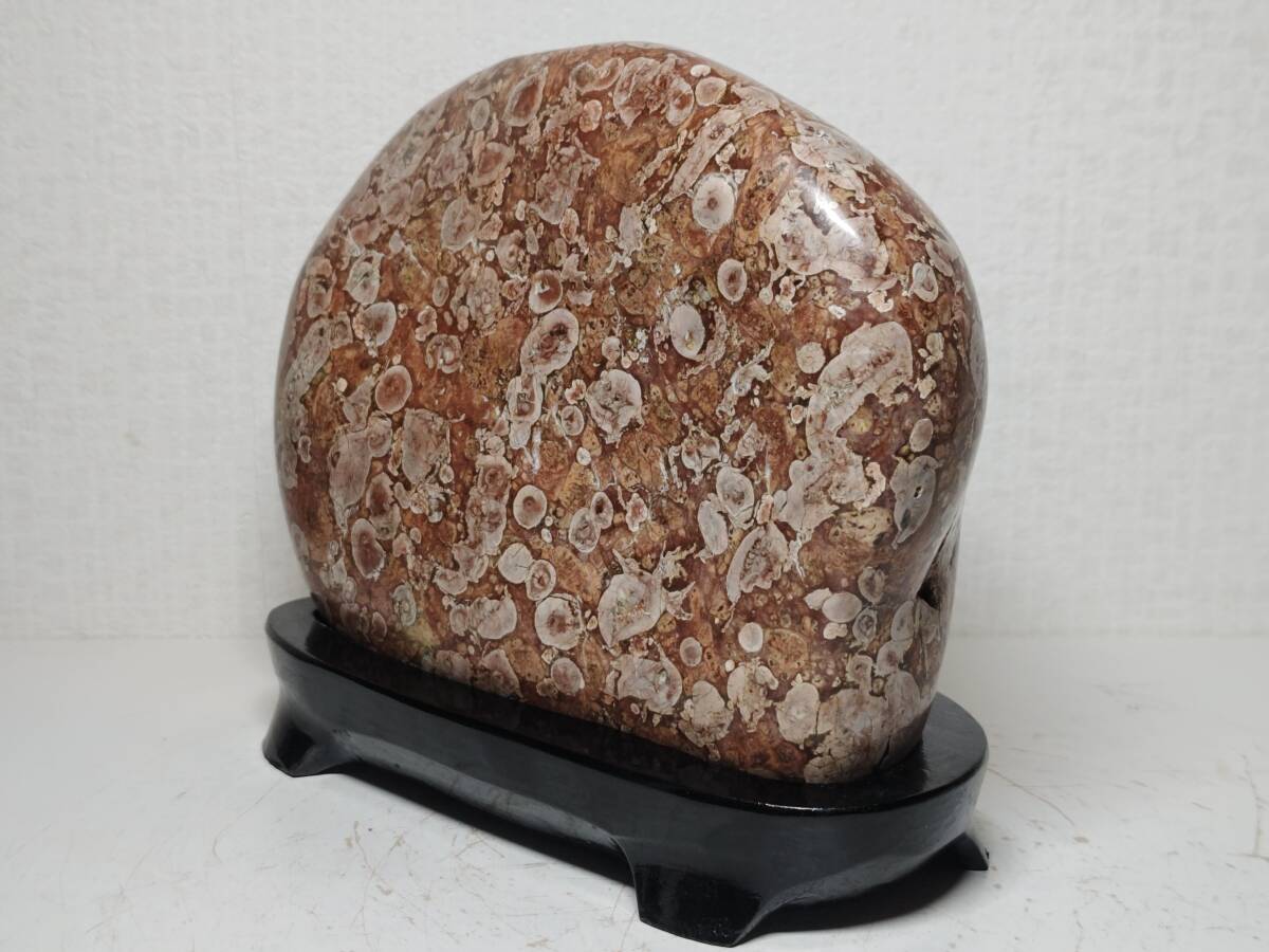 赤梅】 3 1kg 梅花石 紋石 花紋石 菊花石 原石 鑑賞石 自然石 赤梅】 3 1kg 梅花石 紋石 花紋石 菊花石 原石 鑑賞石 自然石