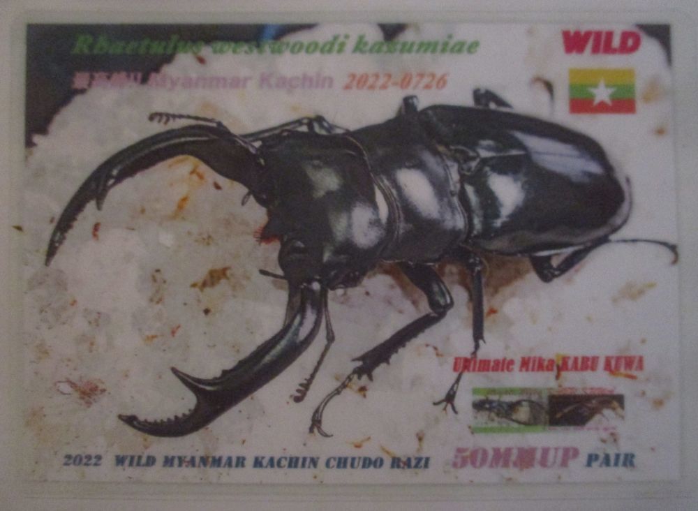 Yahoo!オークション - XYZ＠大阪 HP更新セール 即ブリ ウエストウッ...