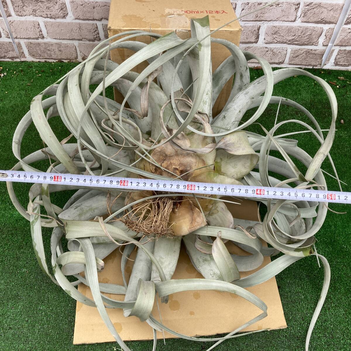 Yahoo!オークション - 貴重な大きさ 巨大キセログラフィカ h70cm×w60...