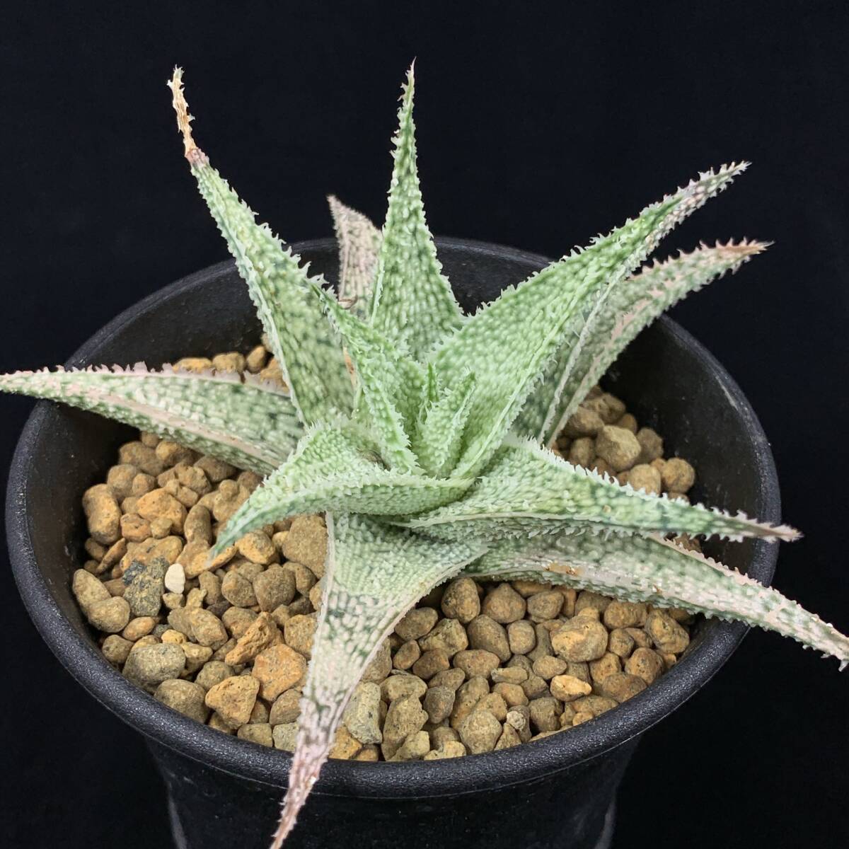 Yahoo!オークション - 《PW》アロエ“Aloe hyb.'White Ghost'”多肉植...