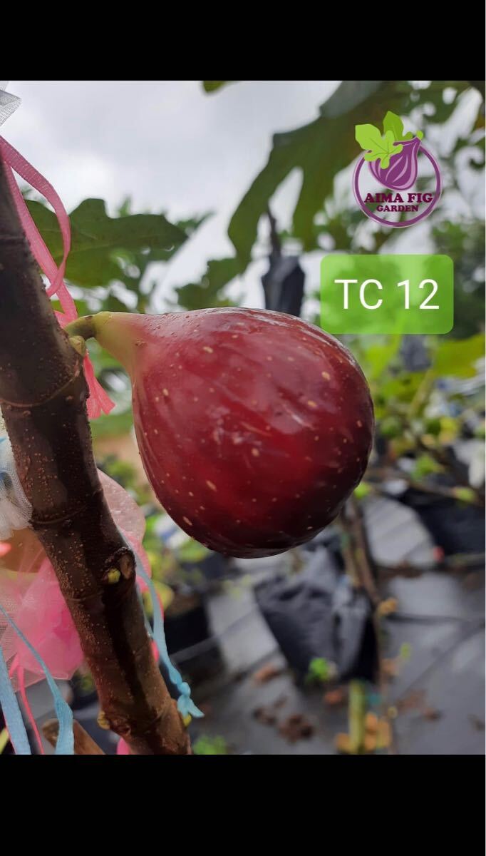 Yahoo!オークション - いちじく 苗 TC12