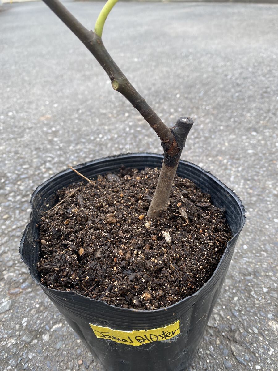 Yahoo!オークション - 超激レア Jamal al Asfar Yellow Beauty ジャマ...