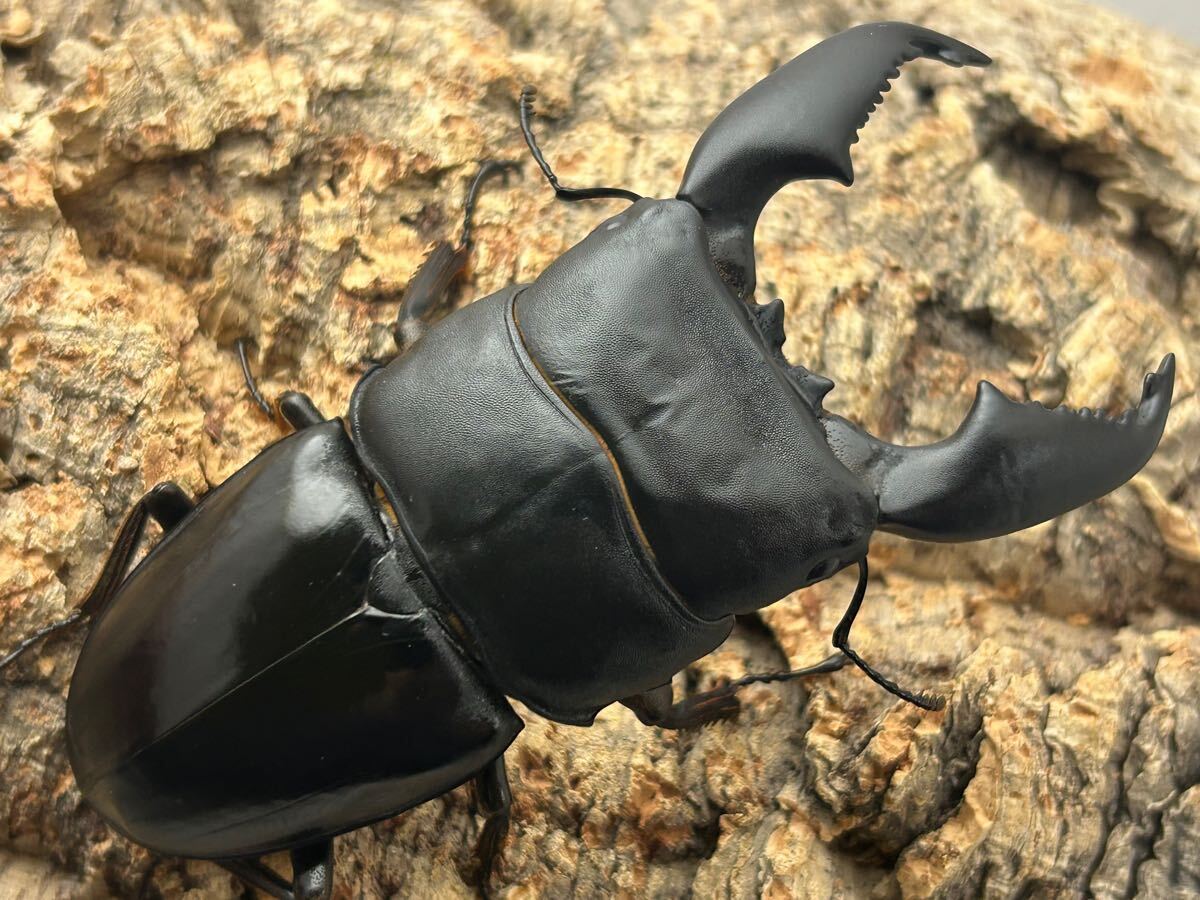 Yahoo!オークション - 【KoN】スマトラヒラタ アチェ産 ♂102.7♀54.6mm(...