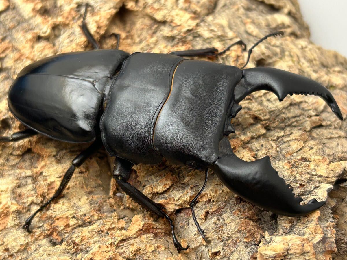 Yahoo!オークション - 【KoN】スマトラヒラタ アチェ産 ♂102.7♀54.6mm(...