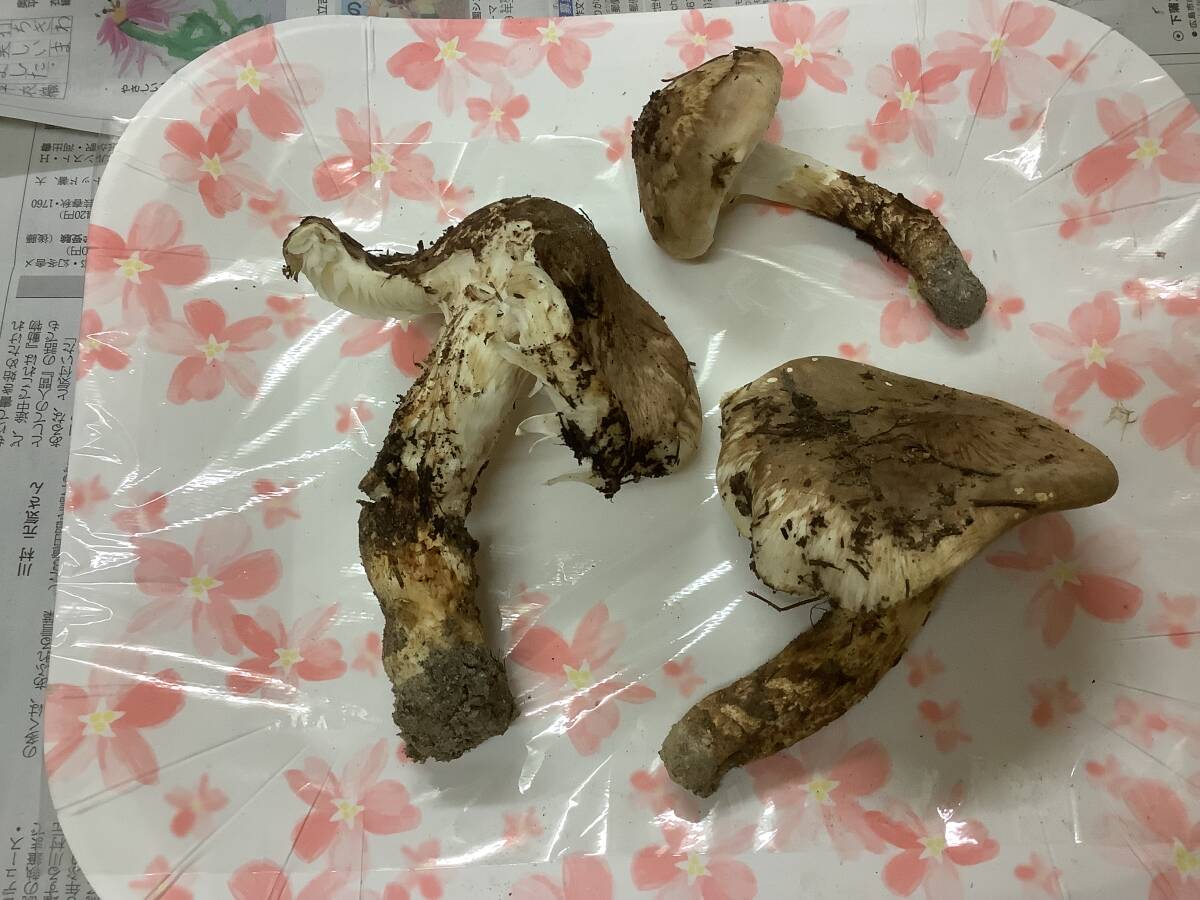 Yahoo!オークション - 広島 11／30採取 松茸開き3本(約191g)