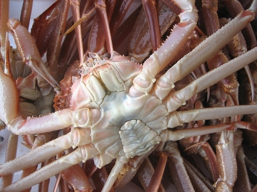 Yahoo!オークション - 冬の味覚の王子様 「特大 若松葉蟹3L-3kg」漁期...