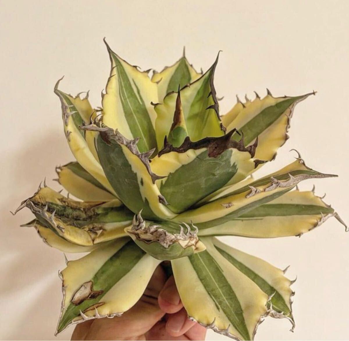 Yahoo!オークション - 17 Agave titanota Snaggle toothアガベ チタノ...