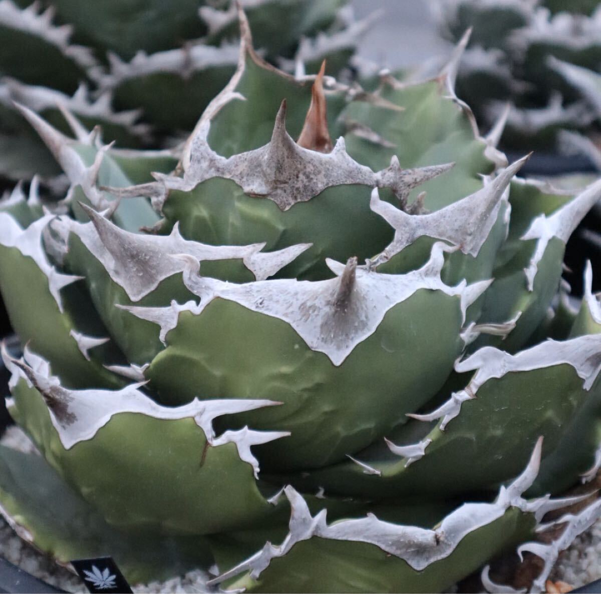 Yahoo!オークション - 2 Agave titanota Griffin アガベ チタノタ グリ...