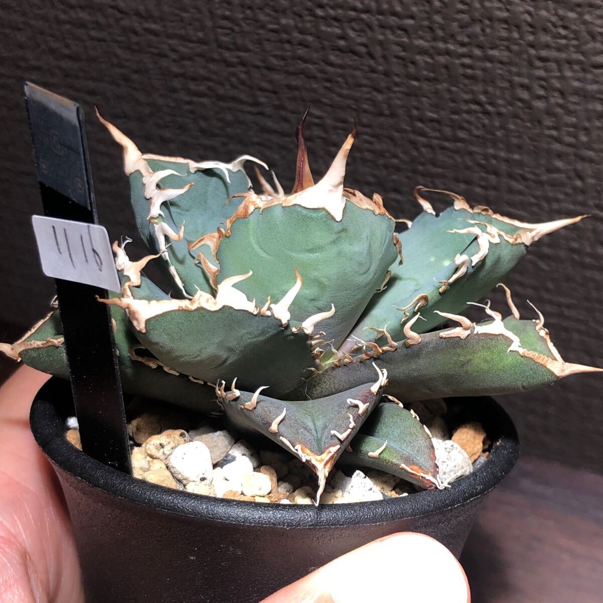 Yahoo!オークション - 【1116】アガベ チタノタ FO76 Agave titanota F...