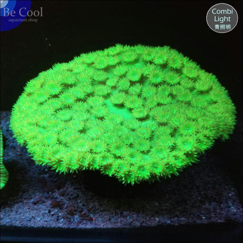 Yahoo!オークション - Q49 オオスリバチサンゴ（14cm前後）