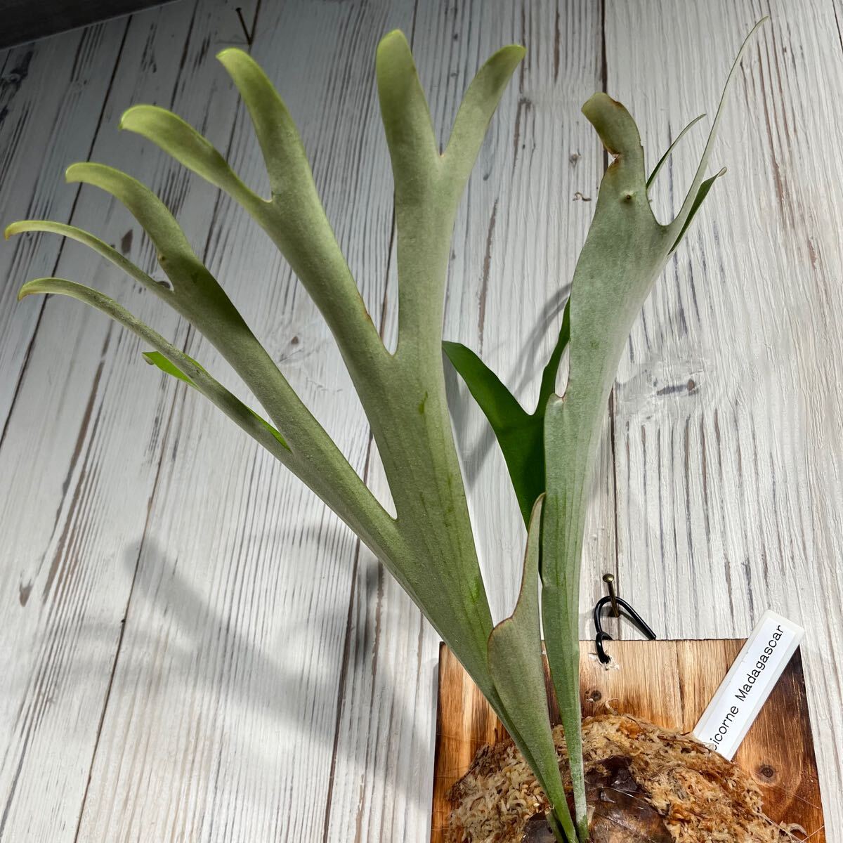 11019 P.Alcicorne madagascar アルシコルネマダガスカル アルマダ ビカクシダ eba plants(ビカクシダ、コウモリラン)｜売買されたオークション情報 ...