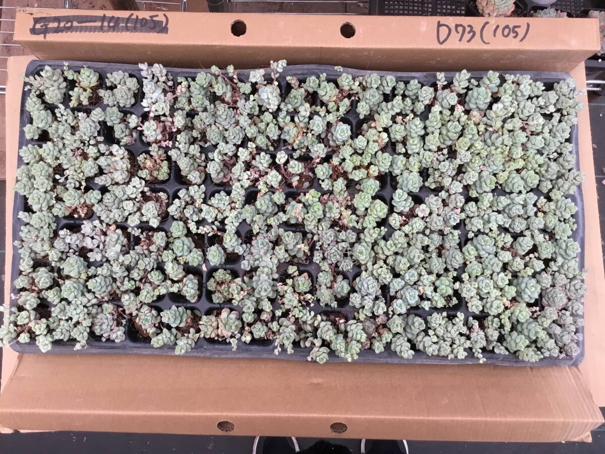 Yahoo!オークション - 在庫処理 D73 詰め合わせセット 105苗 多肉植物 ...