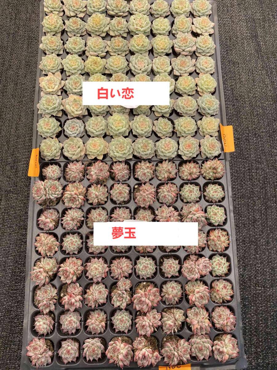 Yahoo!オークション - S96 ミックス 128苗 96-1 多肉植物 エケベリア ...