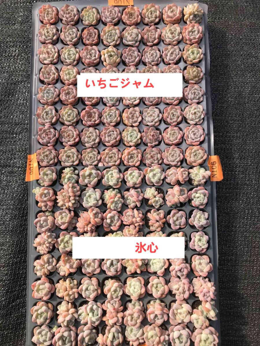 Yahoo!オークション - S106 ミックス 128苗 106-1 多肉植物 エケベリア...