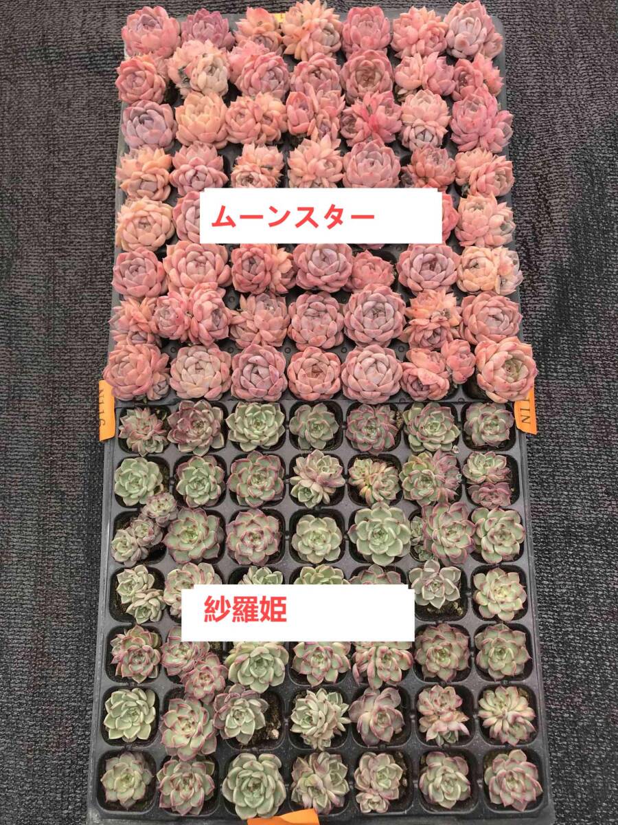 Yahoo!オークション - S116 ミックス 105苗 116-1 多肉植物 エケベリア...