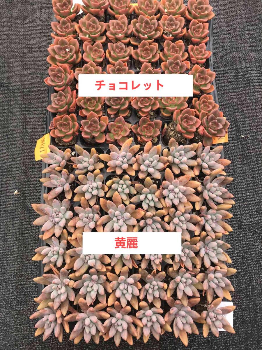 Yahoo!オークション - S121 ミックス 72苗 121-1 多肉植物 エケベリア ...