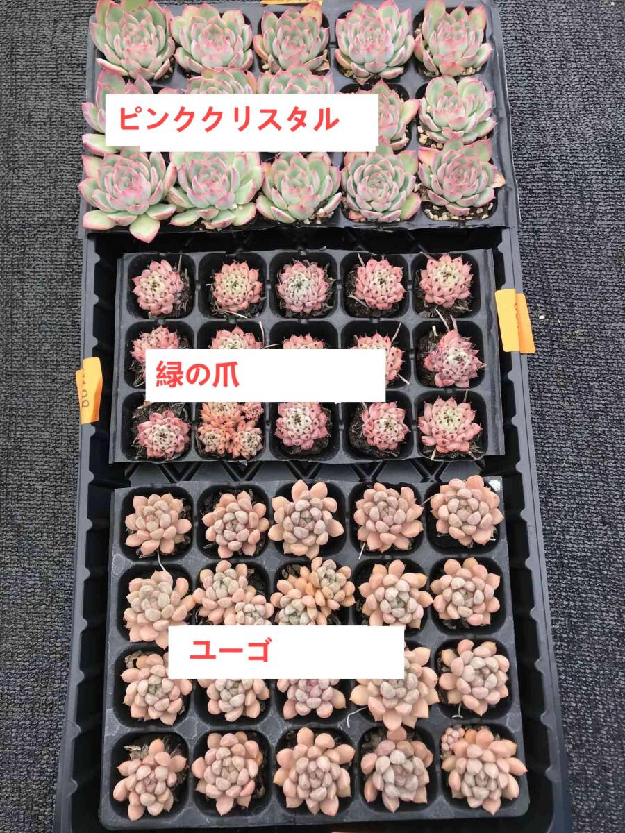 Yahoo!オークション - S128 ミックス 50苗 128-1 多肉植物 エケベリア ...