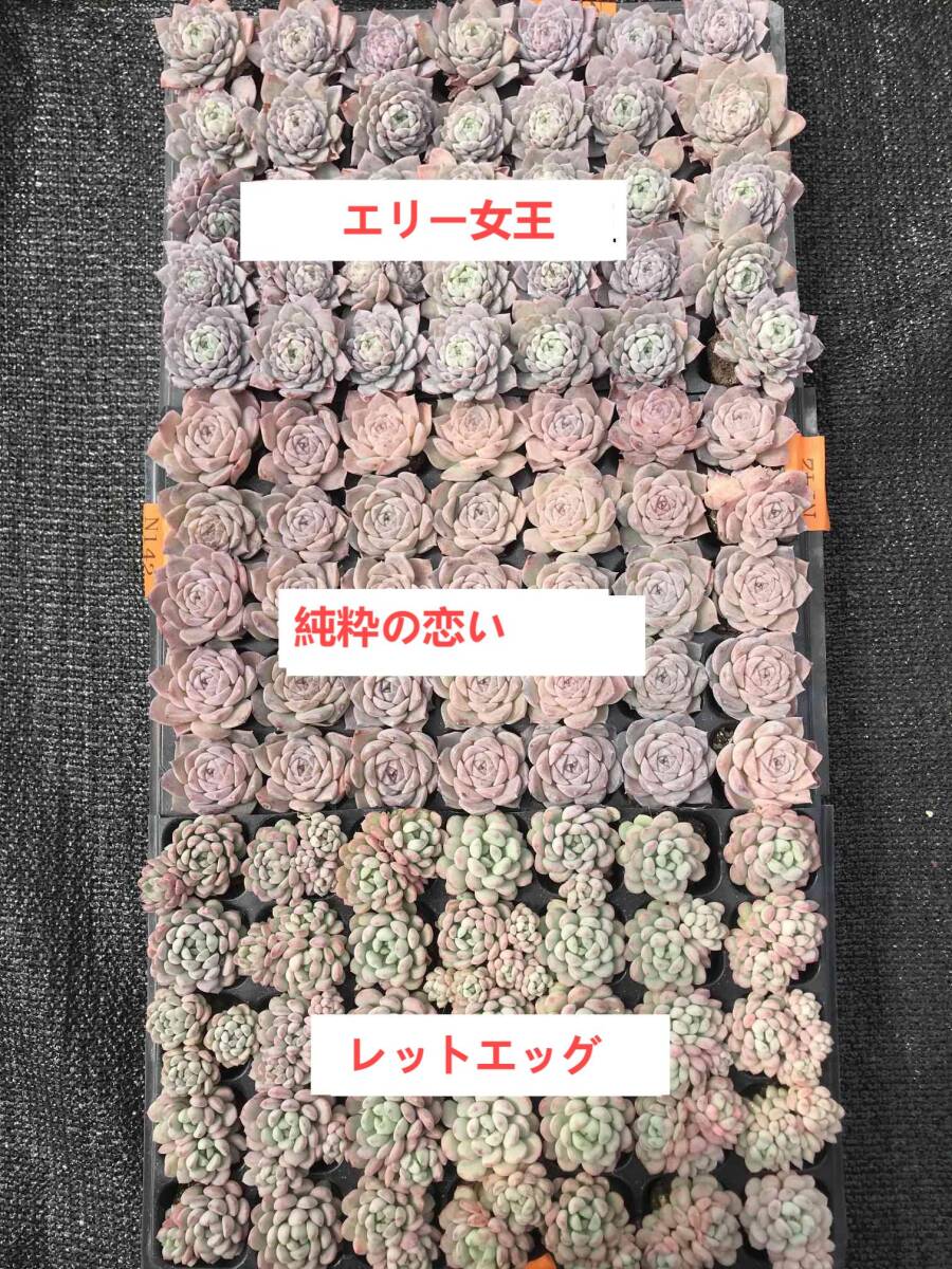 Yahoo!オークション - S142 ミックス 72苗 142-1 多肉植物 エケベリア ...