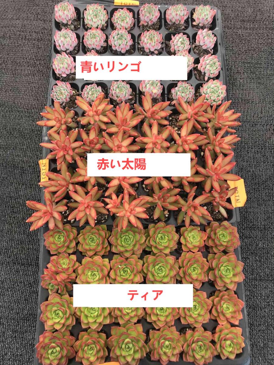 Yahoo!オークション - S151 ミックス 72苗 151-1 多肉植物 エケベリア ...