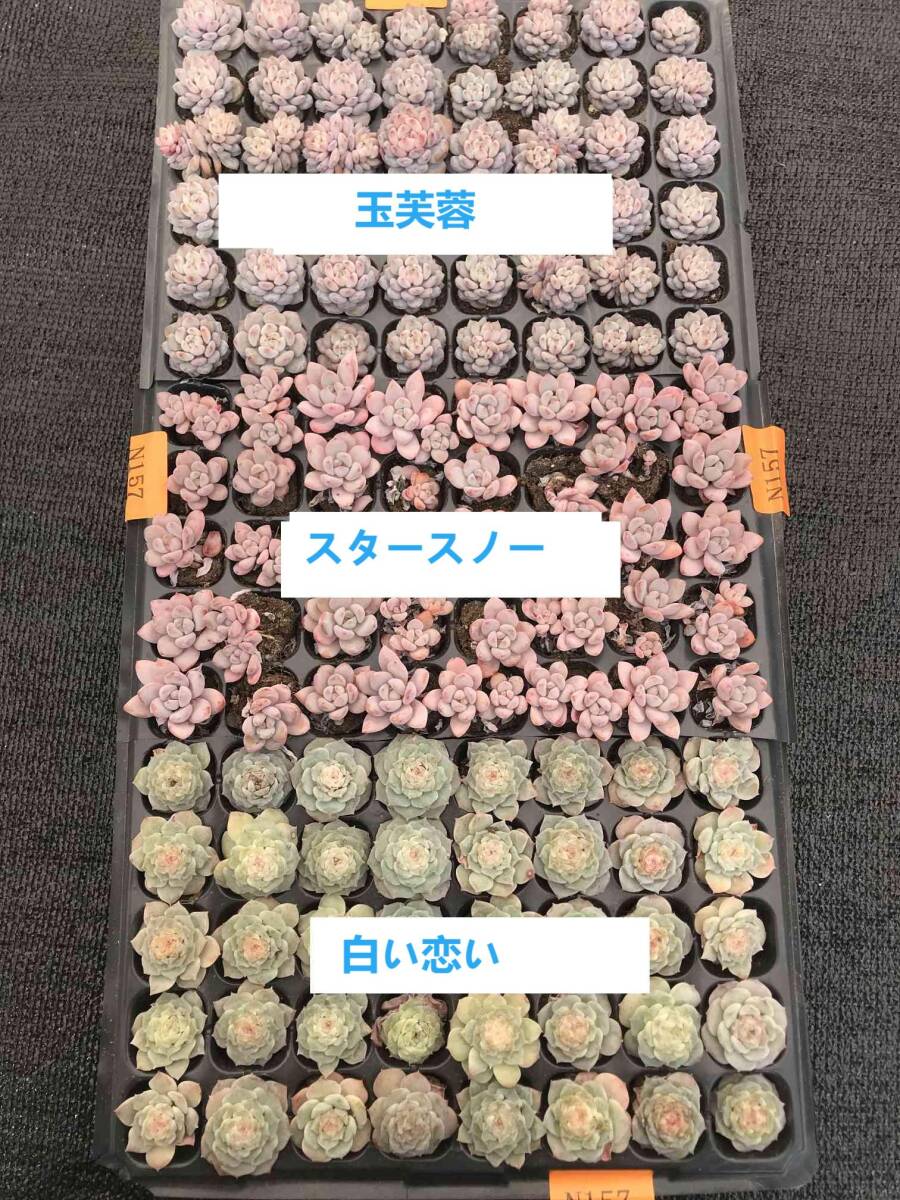 Yahoo!オークション - S157 ミックス 128苗 157-1 多肉植物 エケベリア...