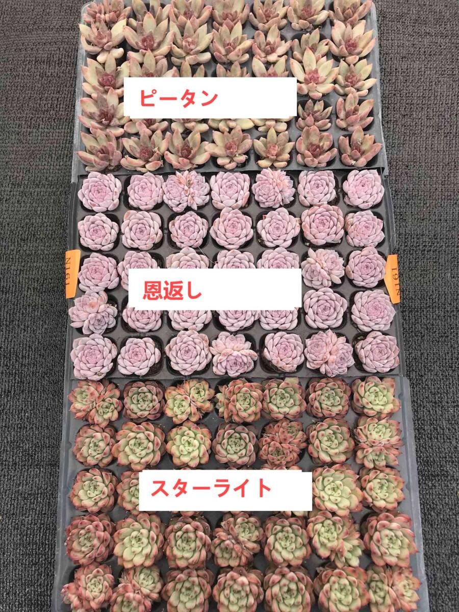 Yahoo!オークション - S161 ミックス 105苗 161-1 多肉植物 エケベリア...