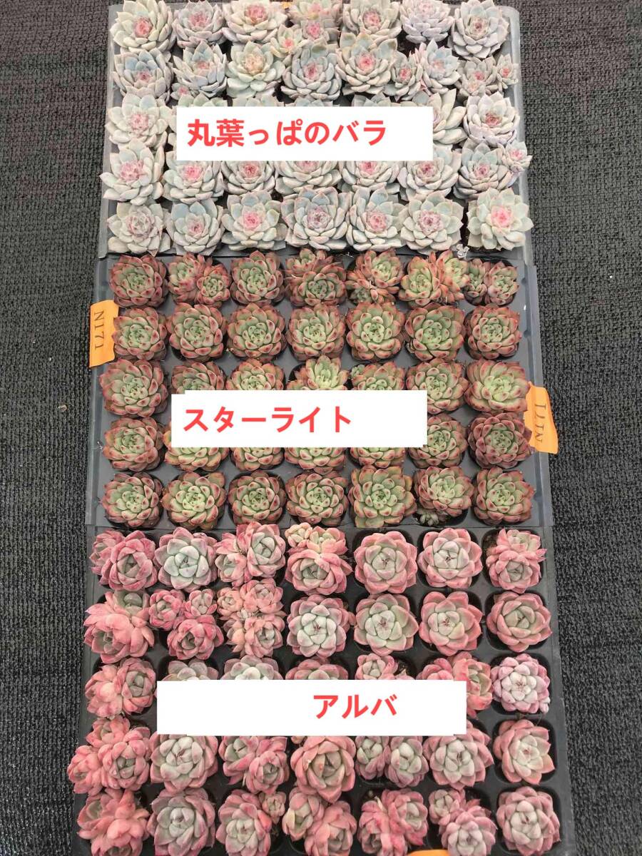 Yahoo!オークション - S171 ミックス 105苗 171-1 多肉植物 エケベリア...