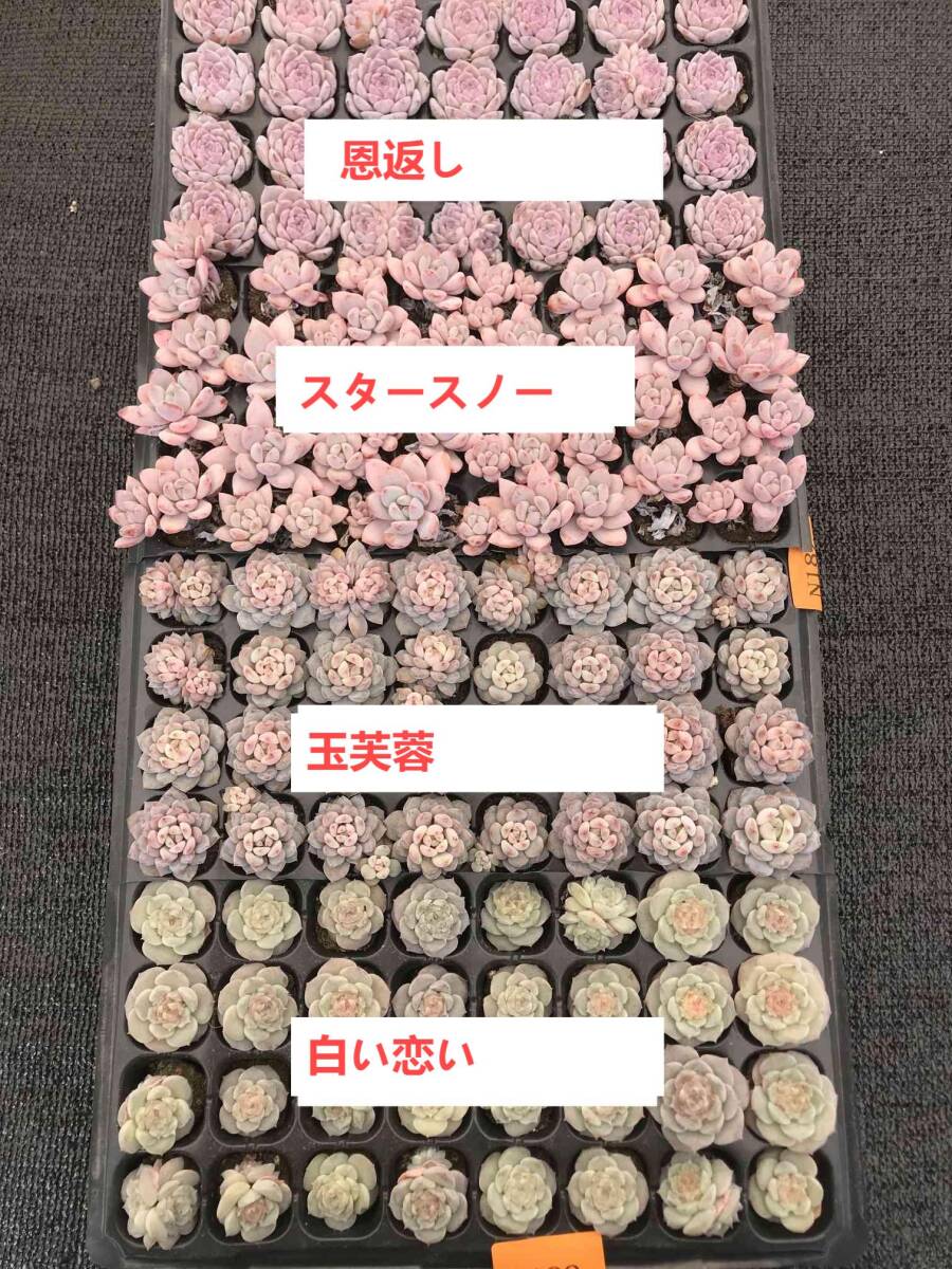 Yahoo!オークション - S182 ミックス 128苗 182-1 多肉植物 エケベリア...