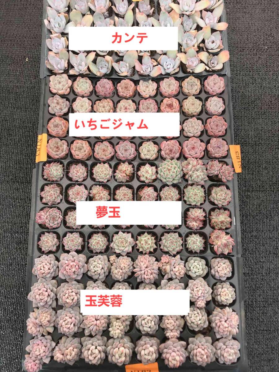 Yahoo!オークション - S183 ミックス 128苗 183-1 多肉植物 エケベリア...
