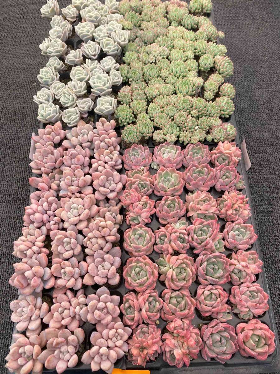 Yahoo!オークション - S192 ミックス 105苗 192-1 多肉植物 エケベリア...